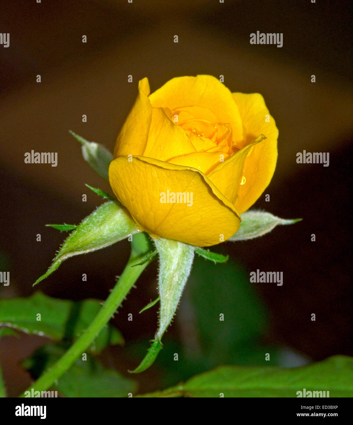 Partially opened bud of deep golden yellow flower of rose with emerald ...