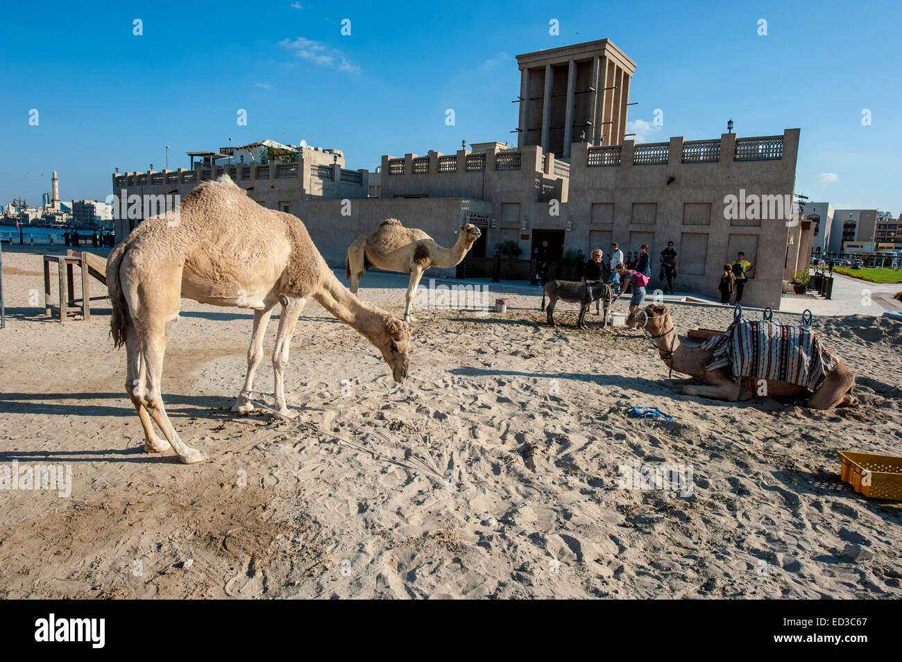 Camel museum dubai hi-res stock photography and images - Alamy