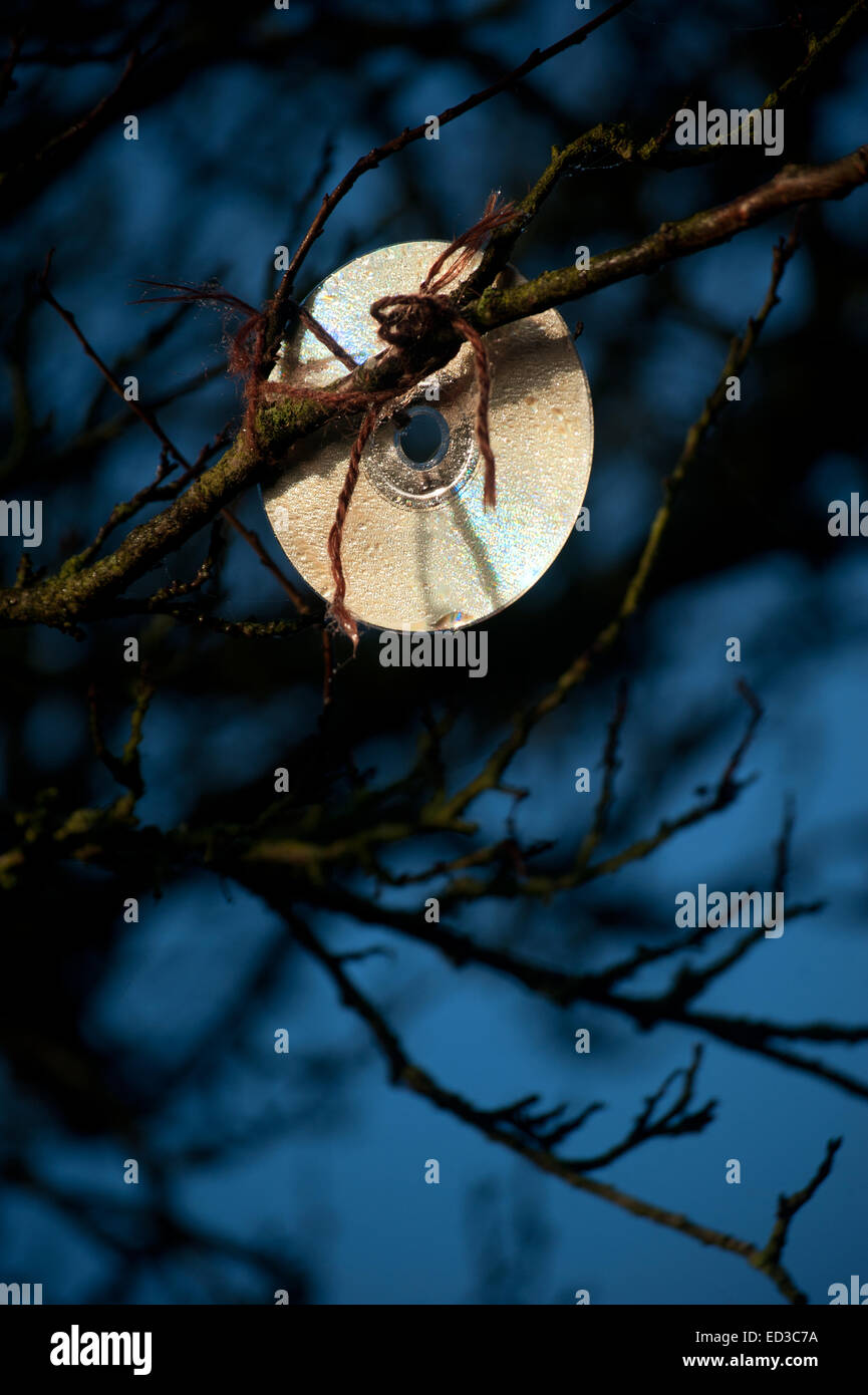 CD hanging in a tree as a bird scarer Stock Photo - Alamy