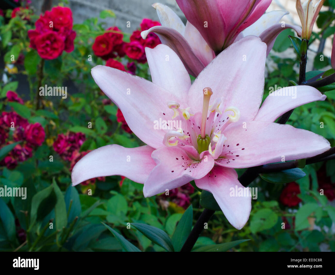 Lily varieties flowers in the garden Stock Photo - Alamy