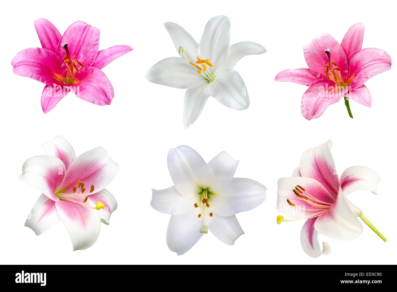 Collage. Lily varieties flowers isolated on white background Stock ...