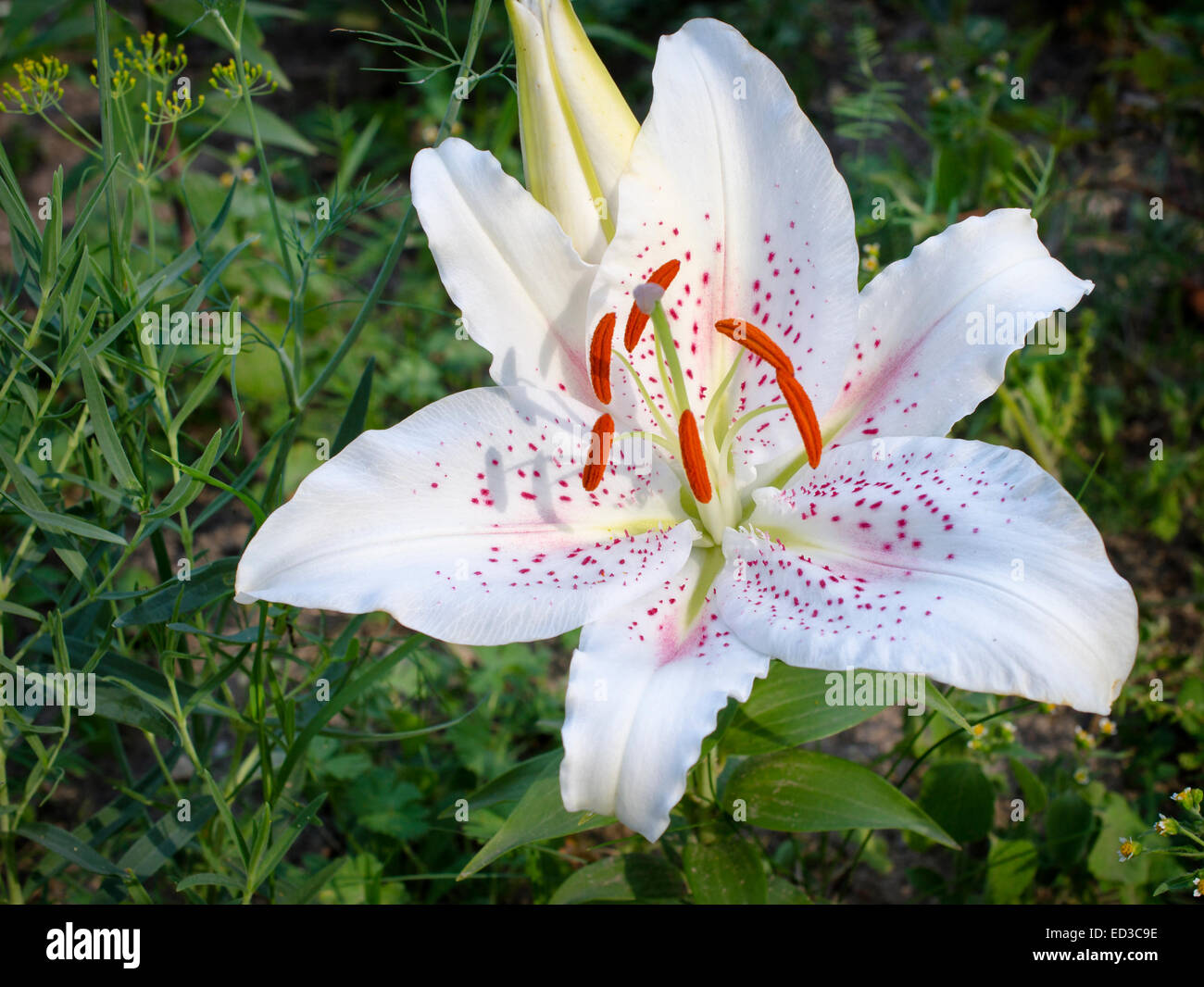 Lily varieties flowers Stock Photo - Alamy