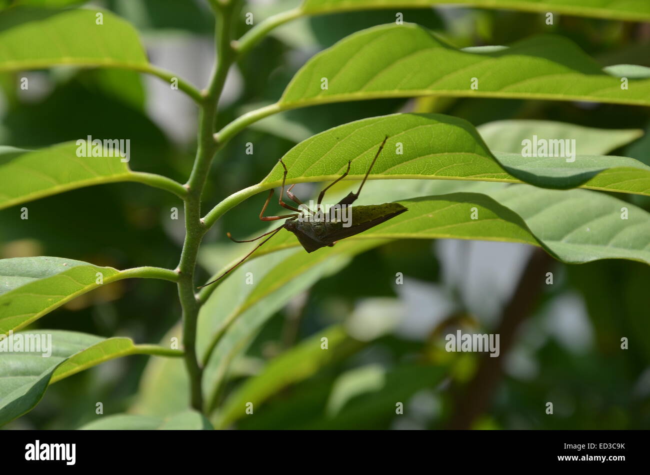 Insects are hiding Stock Photo - Alamy