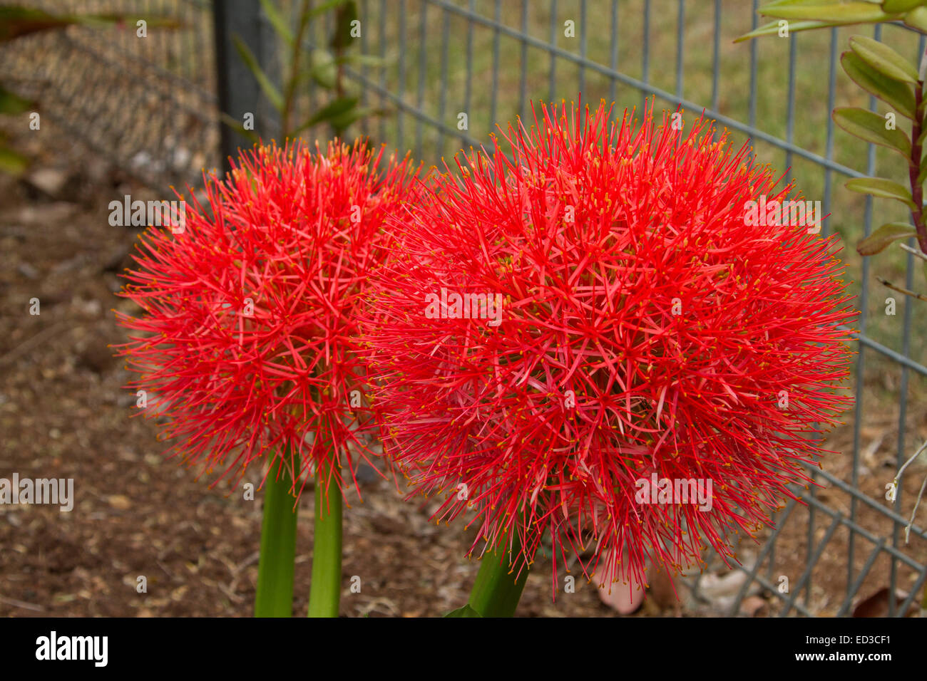 Haemanthus Multiflorus