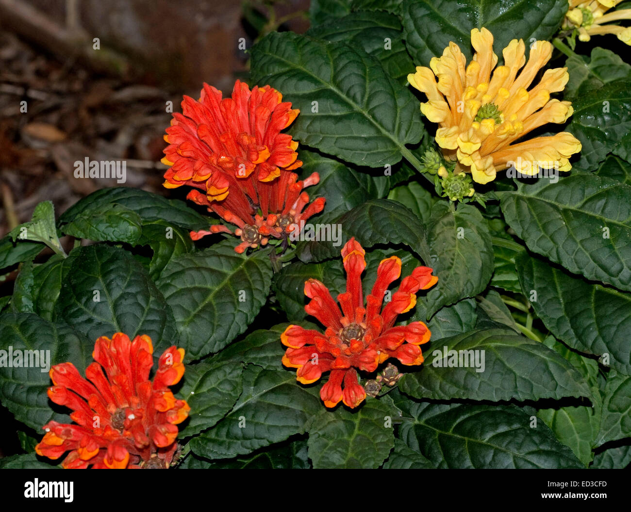 Cluster of red & yellow flowers of Scutellaria hybrids Jester's Joy ...