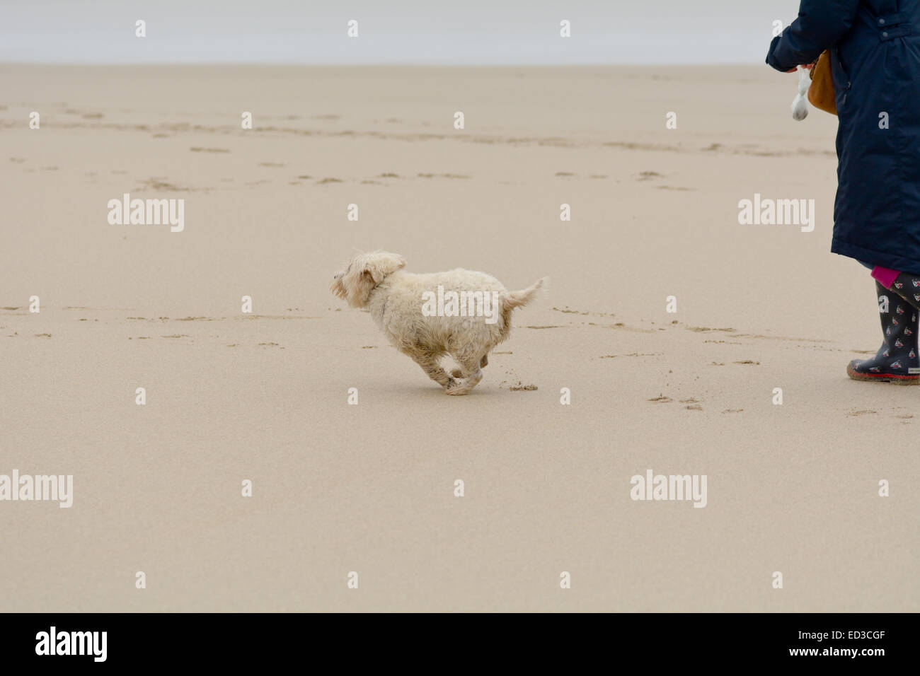 Scottish Terrier dog running on beach Stock Photo - Alamy
