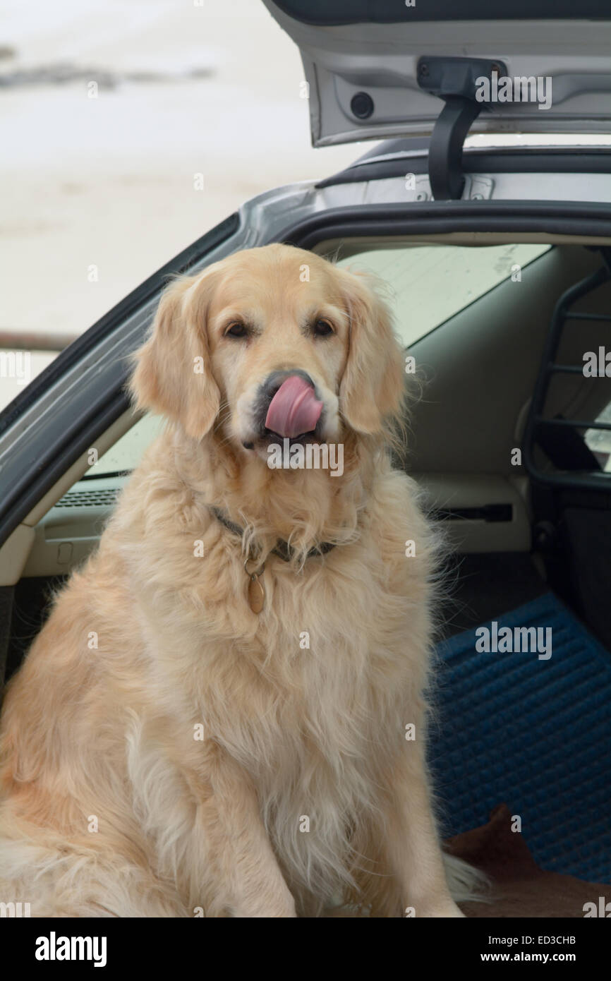 Labrador retriever in car hi-res stock photography and images - Alamy