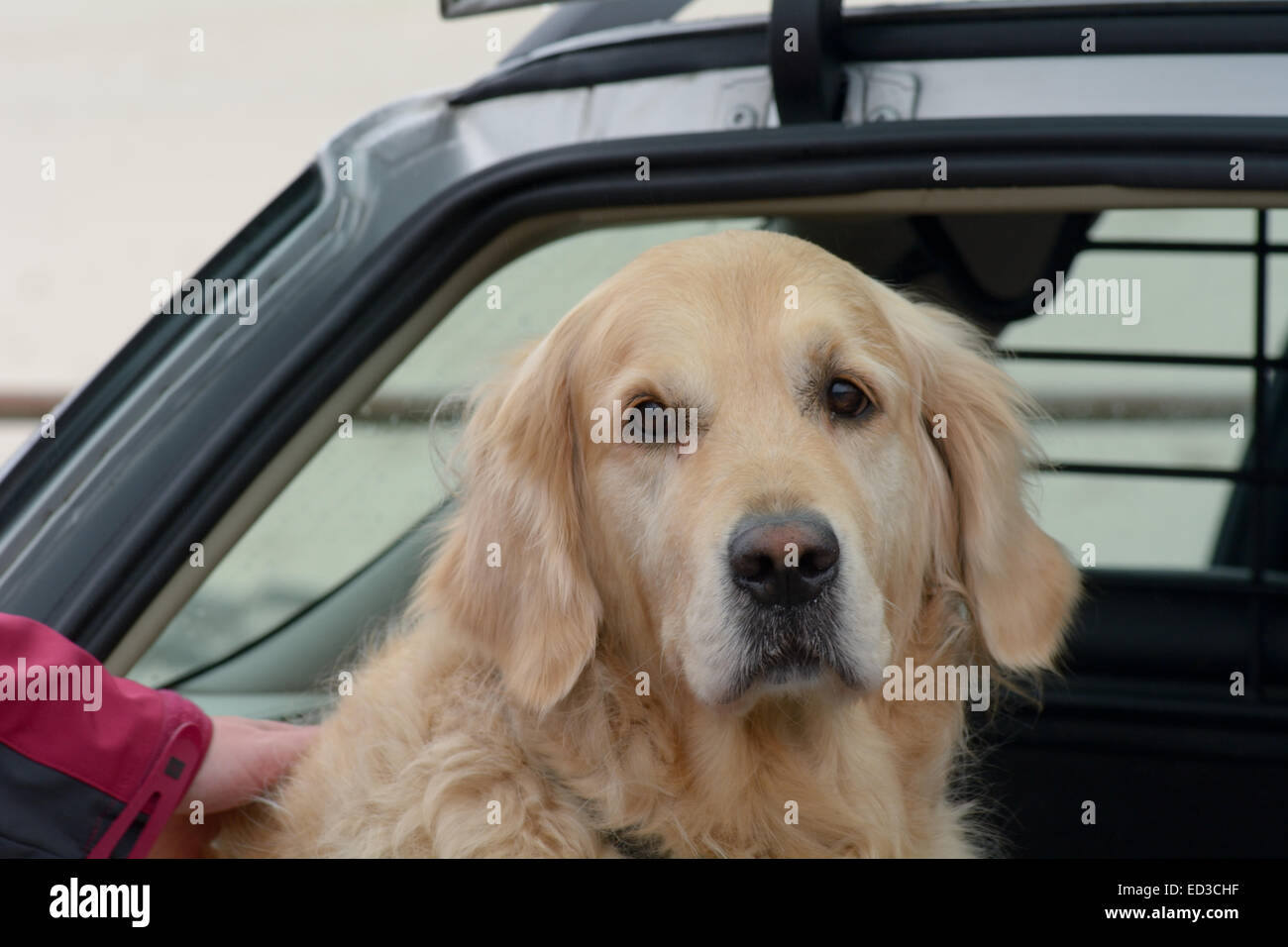 Car sit hi-res stock photography and images - Alamy