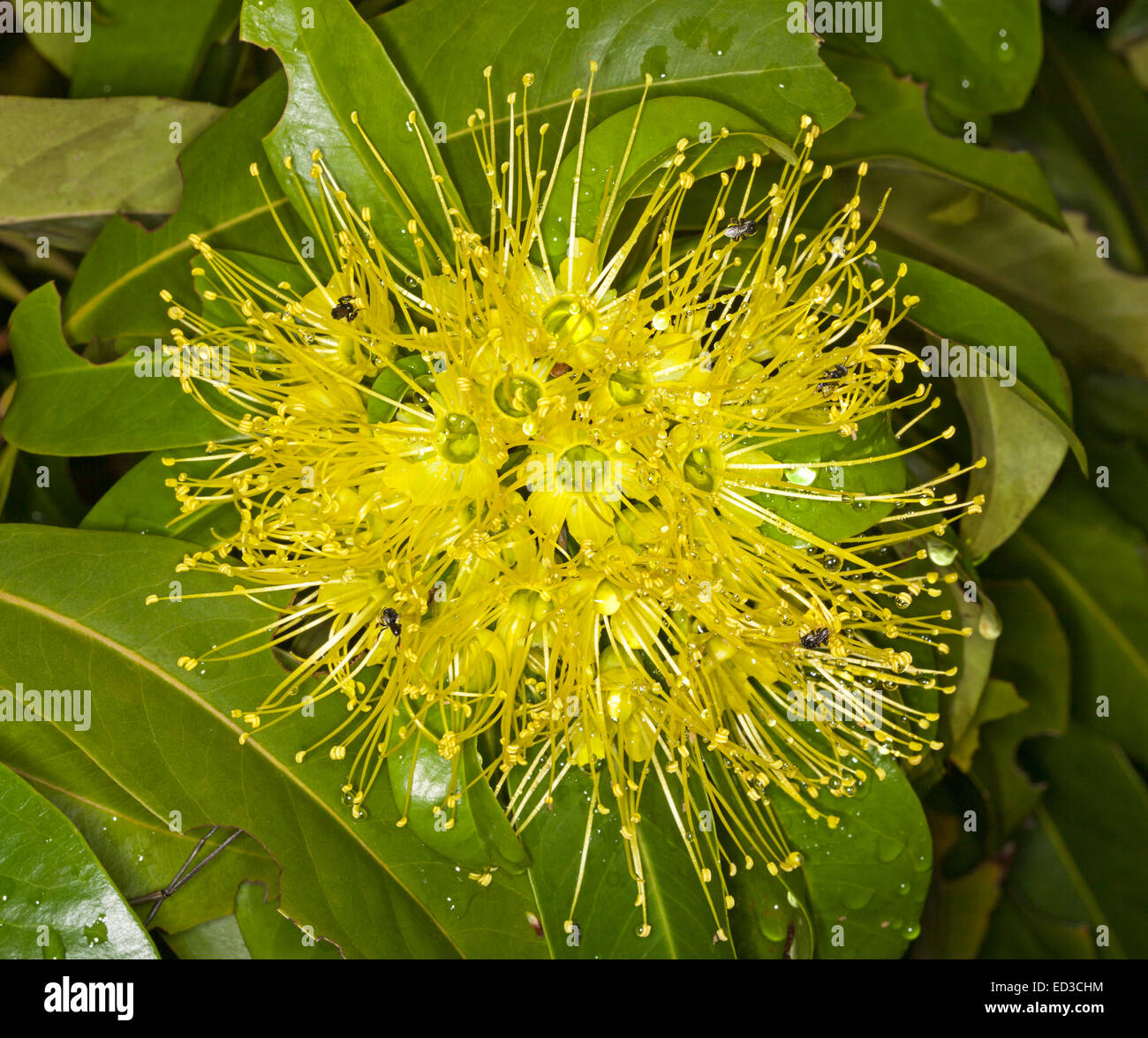 Cluster of bright yellow flowers of Xanthostemon chrysanthus ...