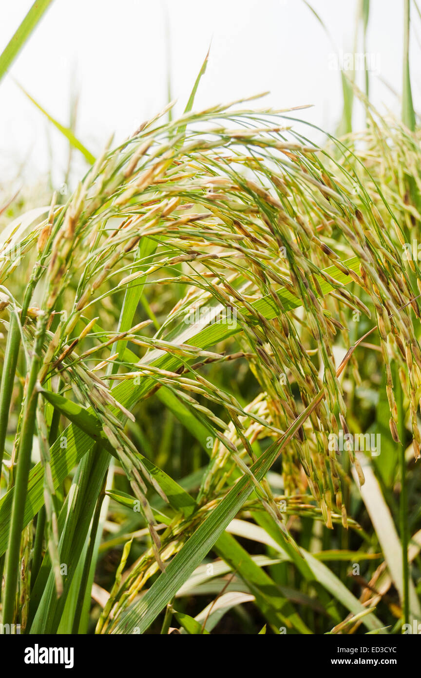 Village paddy field hi-res stock photography and images - Alamy