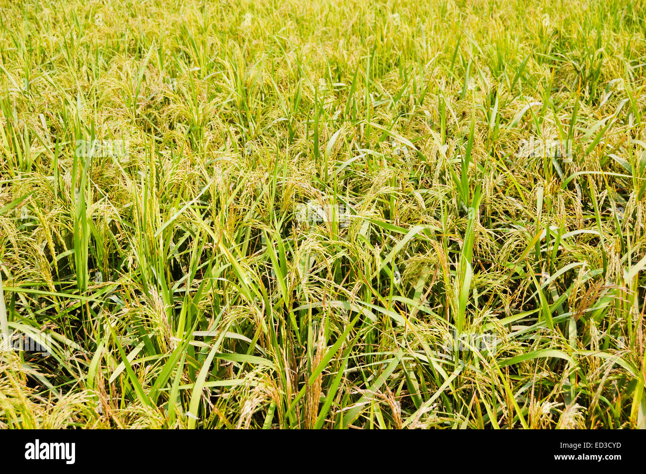 rural village Paddy Field Nobody Stock Photo - Alamy