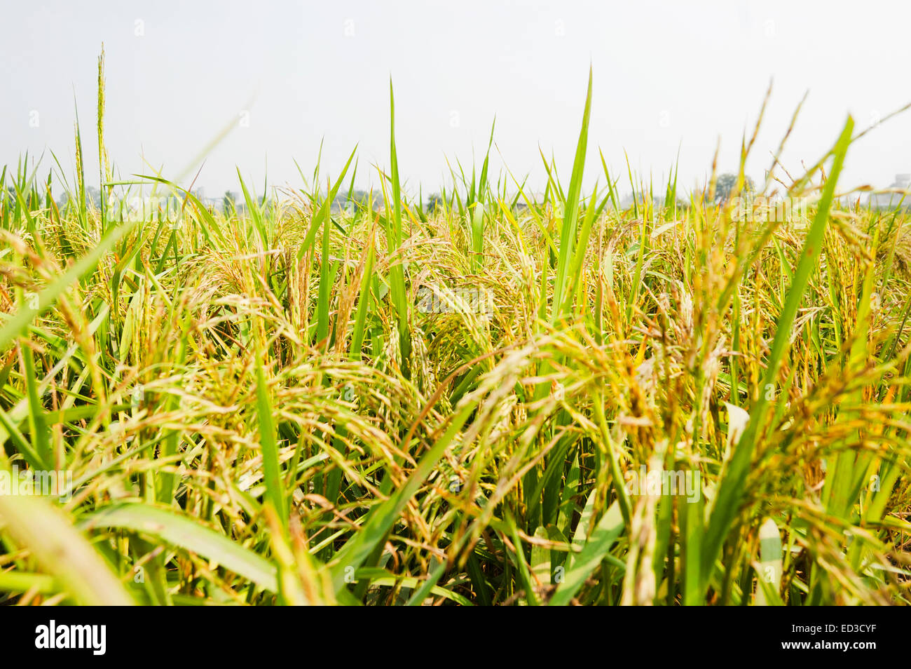 rural village Paddy Field Nobody Stock Photo - Alamy