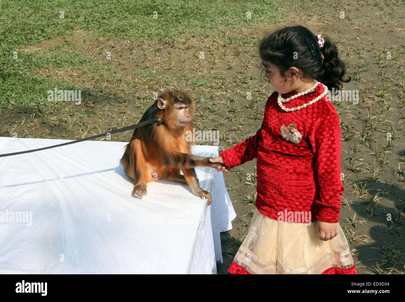 Trained monkey hi-res stock photography and images - Alamy