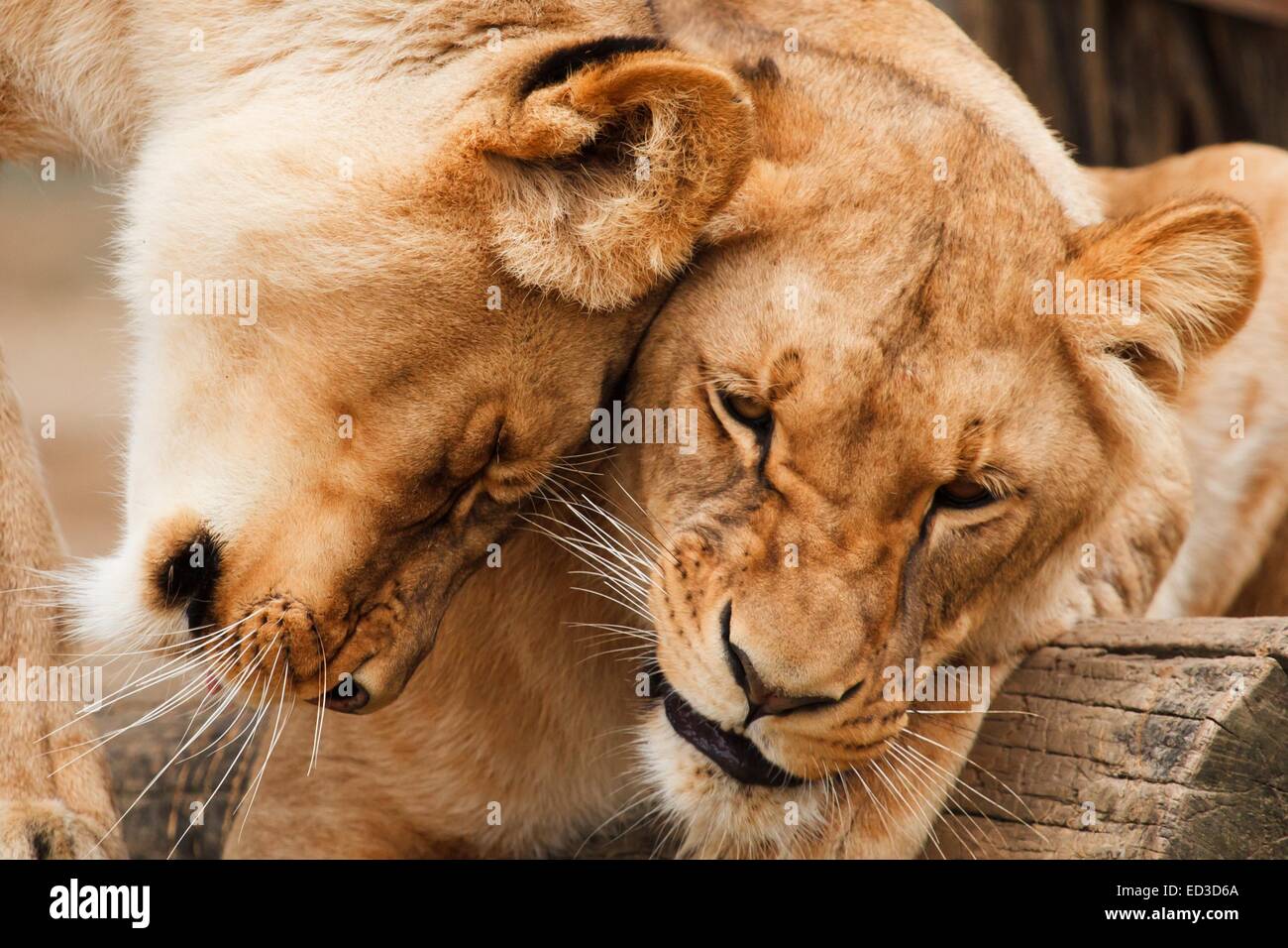 Lions Nose High Resolution Stock Photography and Images - Alamy