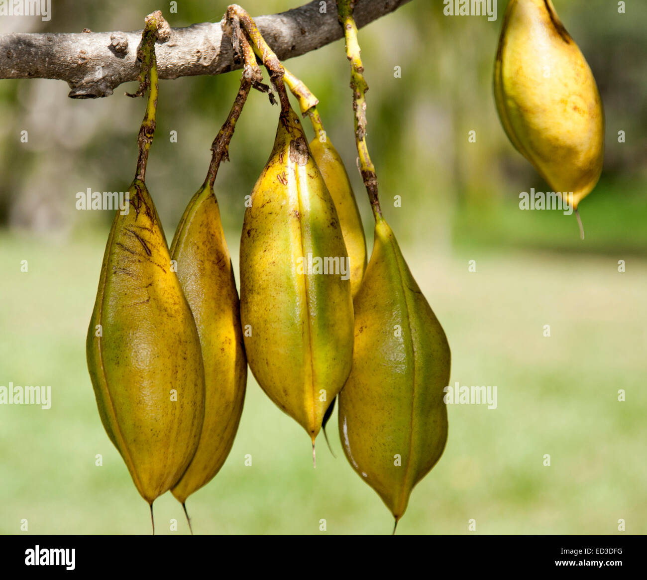 Wild pods High Resolution Stock Photography and Images - Alamy