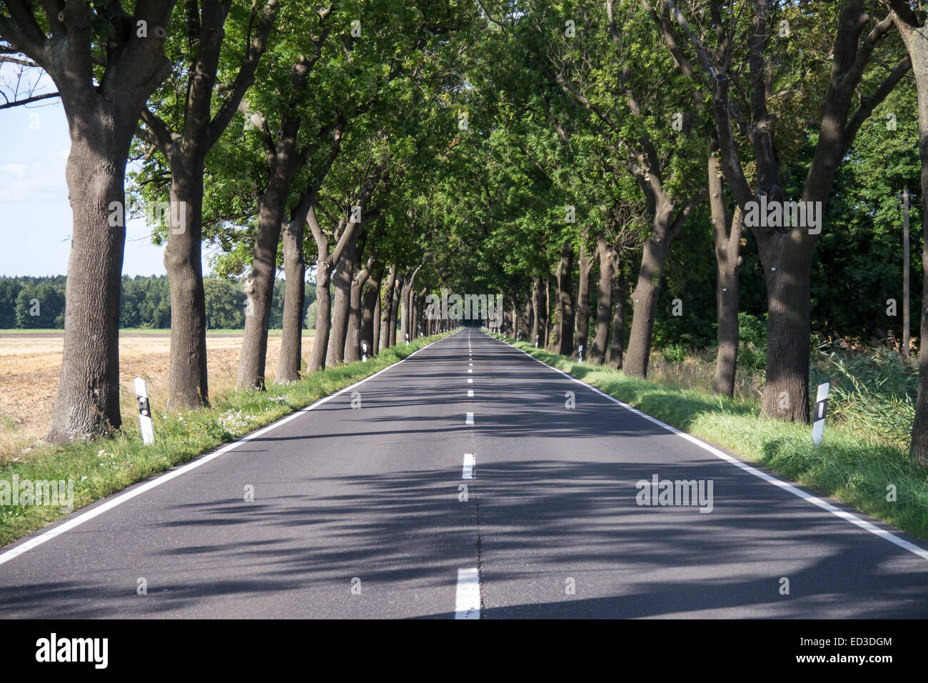 country road (alley) with green trees in summer Stock Photo - Alamy