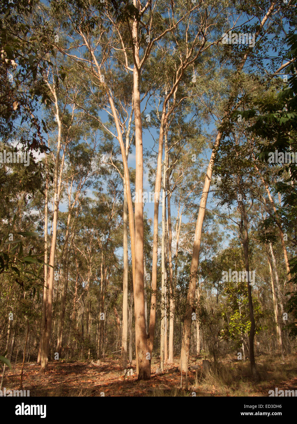 Eucalyptus citriodora hi-res stock photography and images - Alamy