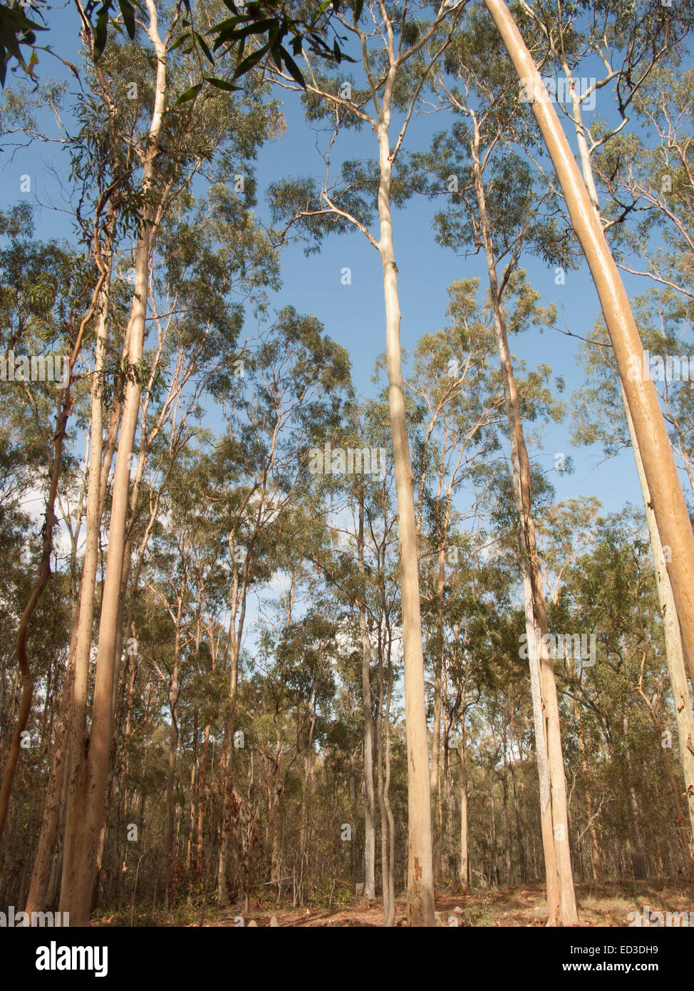 Eucalyptus citriodora hi-res stock photography and images - Alamy