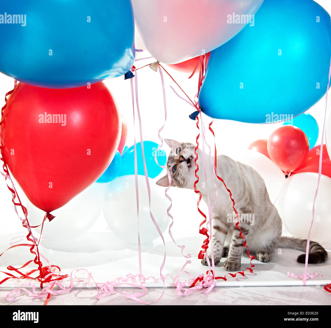 Cat playing with balloons Stock Photo - Alamy