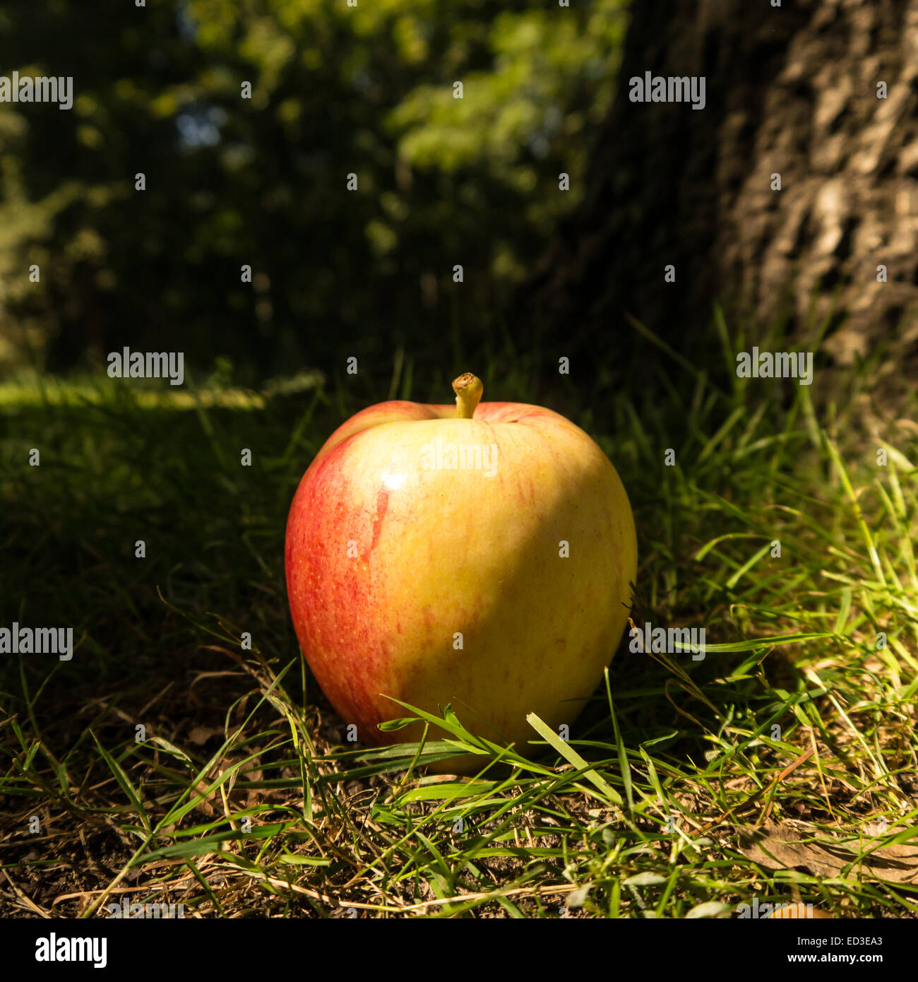 apple on forest ground, in background a trunk Stock Photo - Alamy