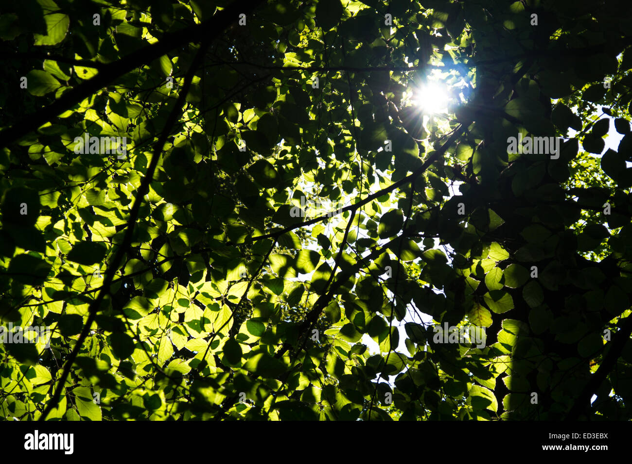 green leaves of a tree in summer time Stock Photo - Alamy
