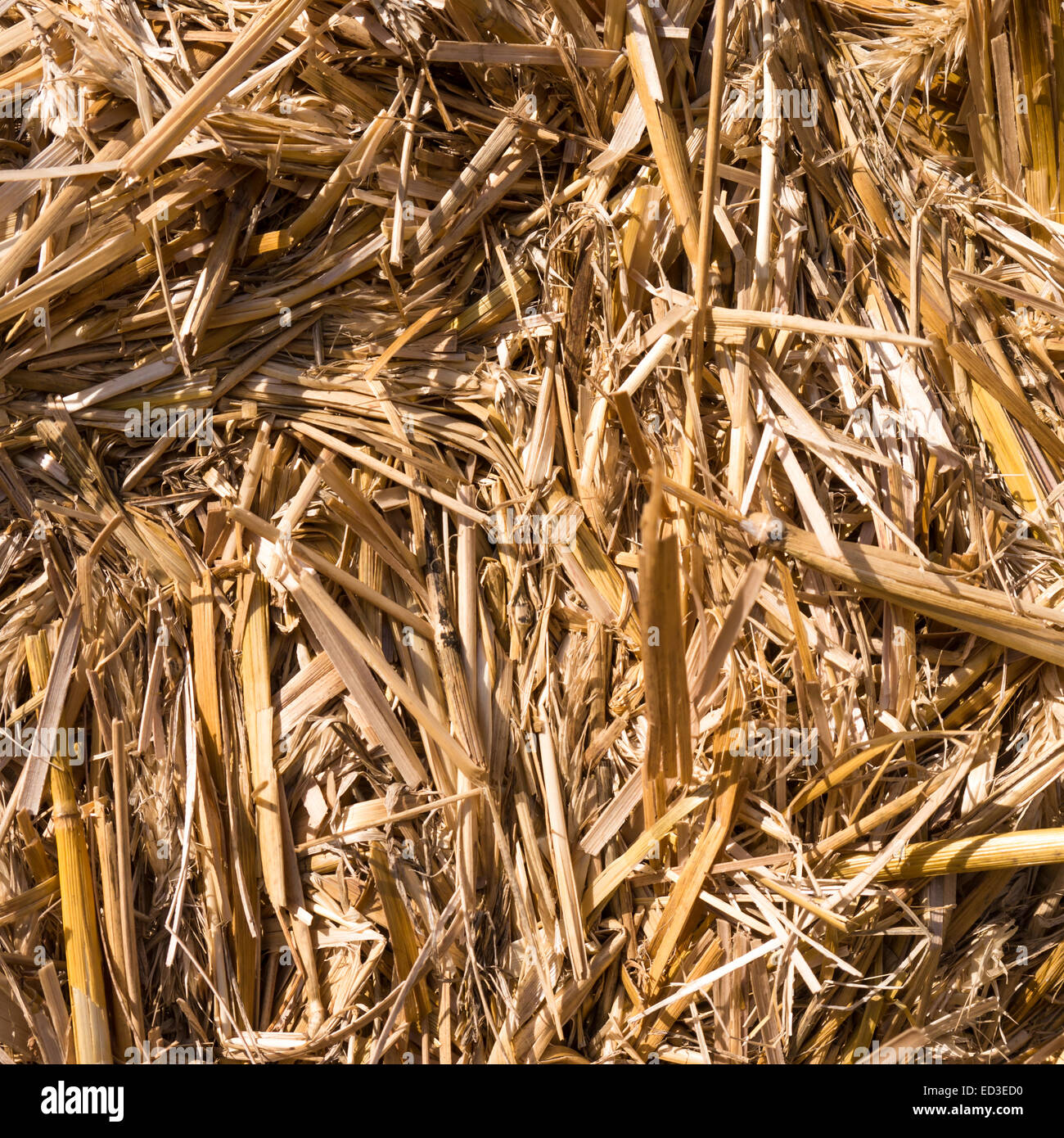 a straw bale texture closeup Stock Photo - Alamy