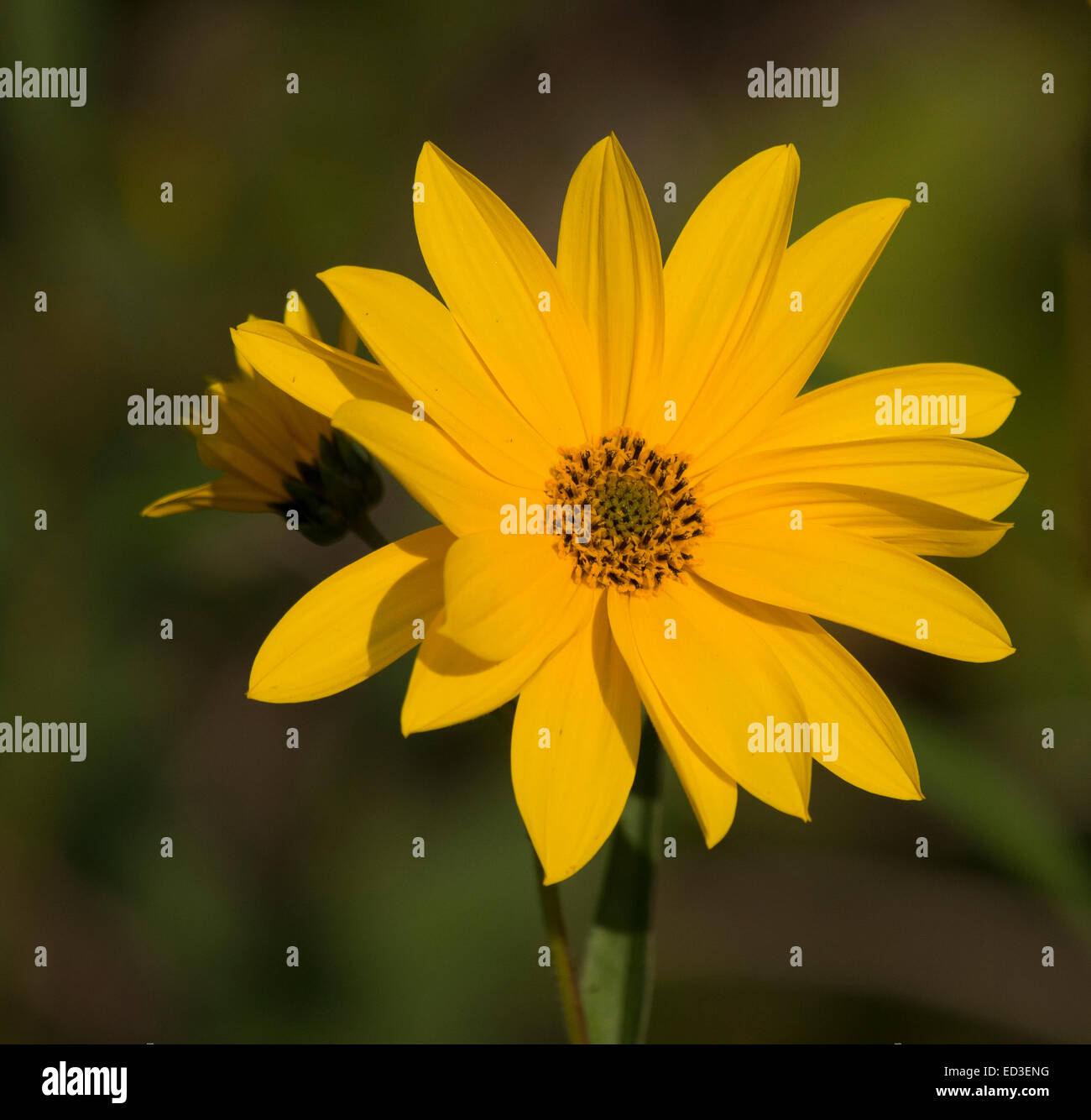 Wild yellow flower Stock Photo - Alamy