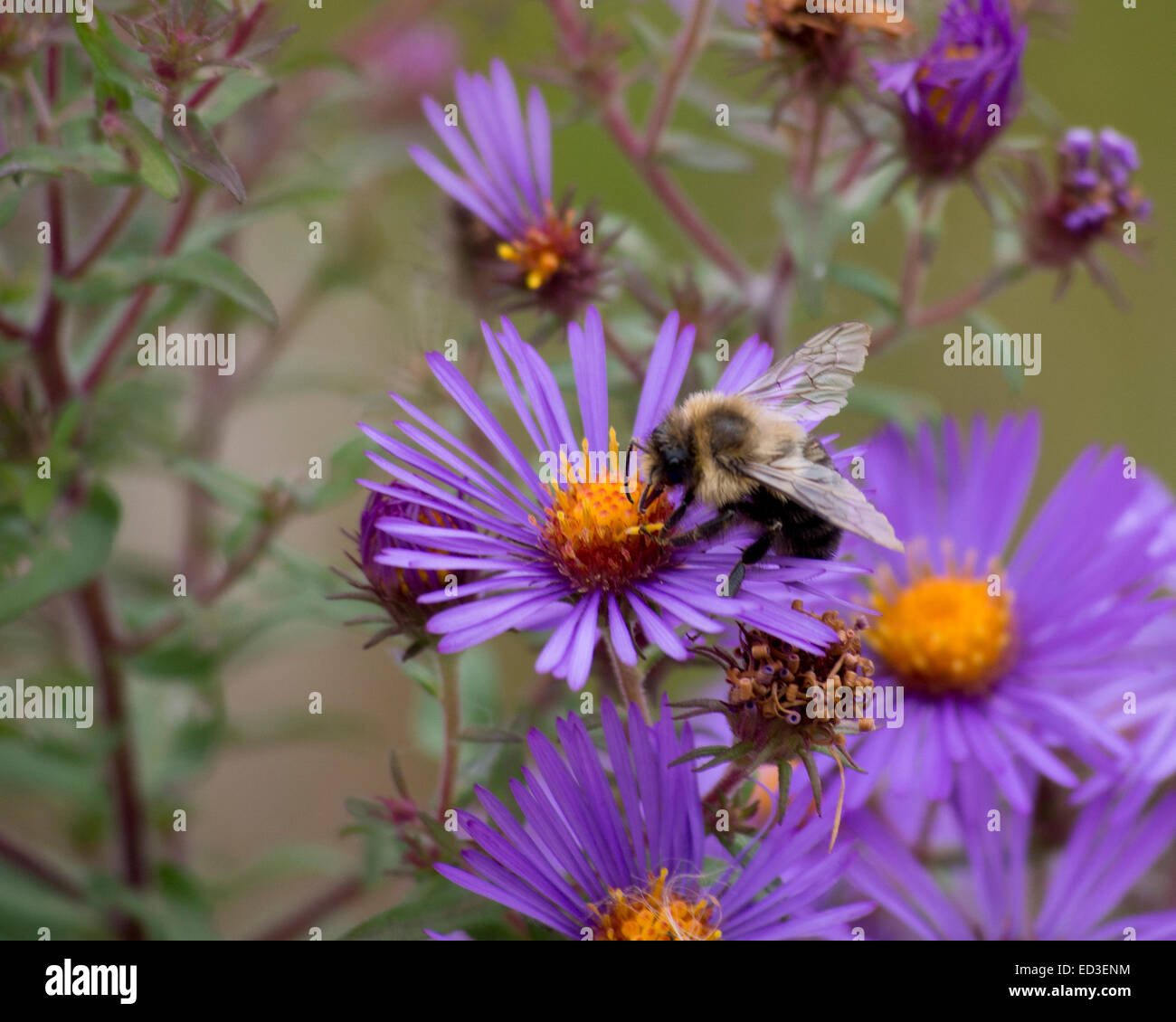 Nature in Fall Stock Photo - Alamy