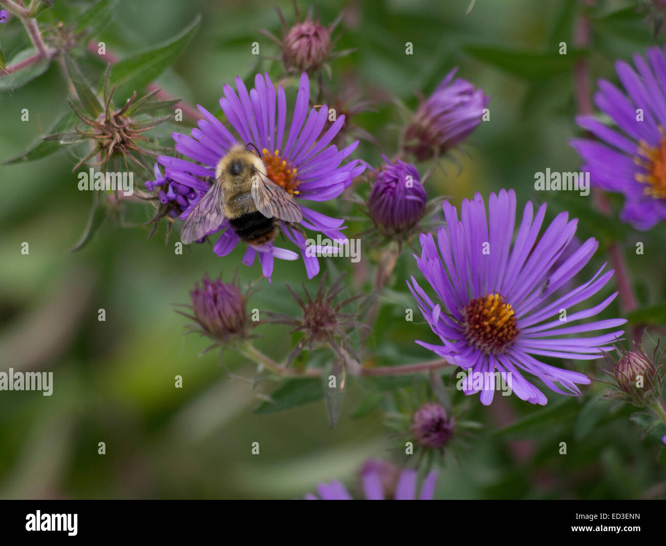 Nature in Fall Stock Photo - Alamy
