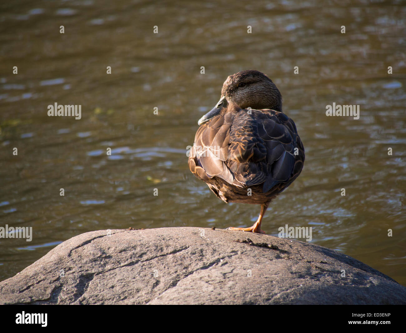 Duck standing on one leg Stock Photo - Alamy