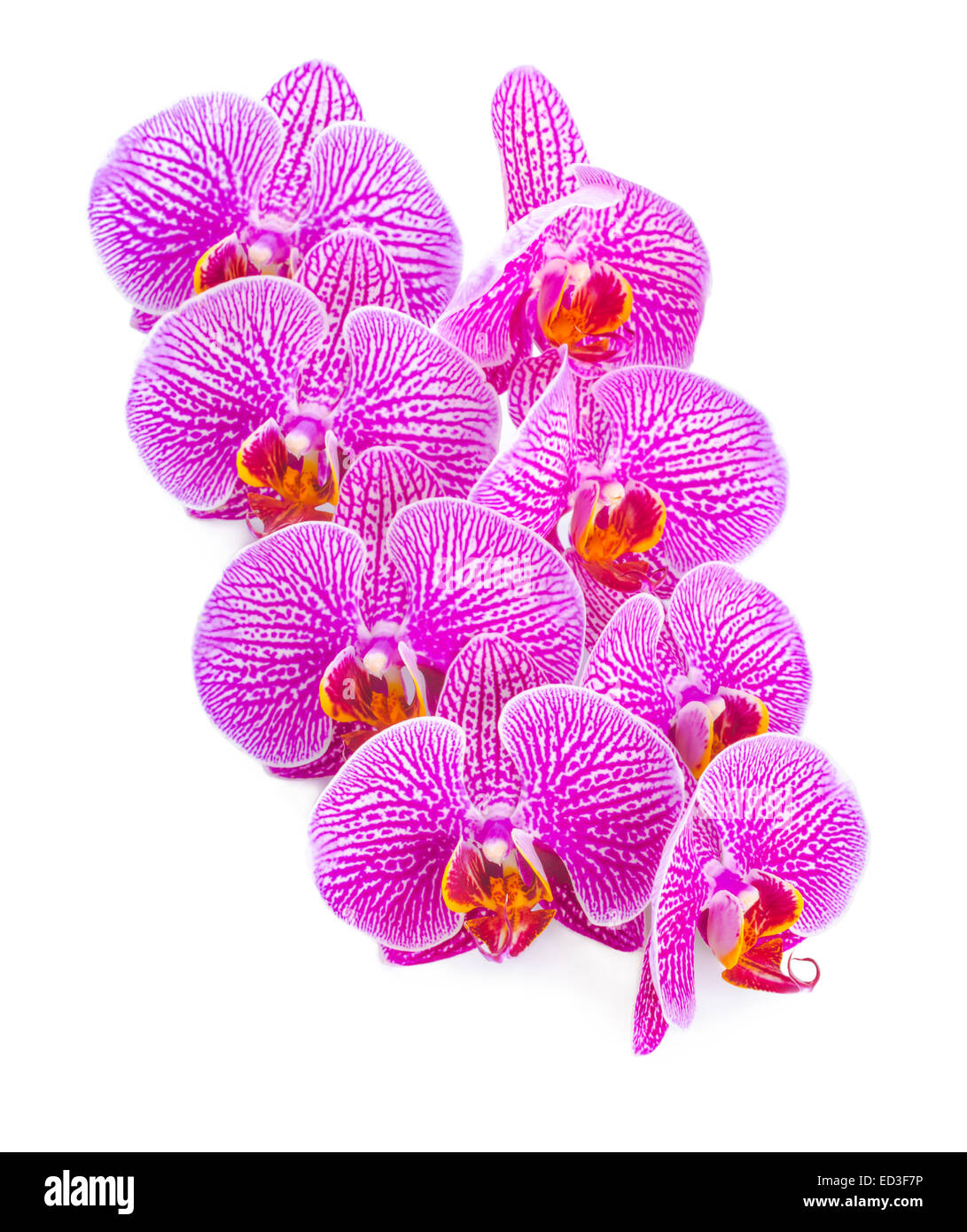 Blooming branch of stripped violet with white orchid, phalaenopsis is ...