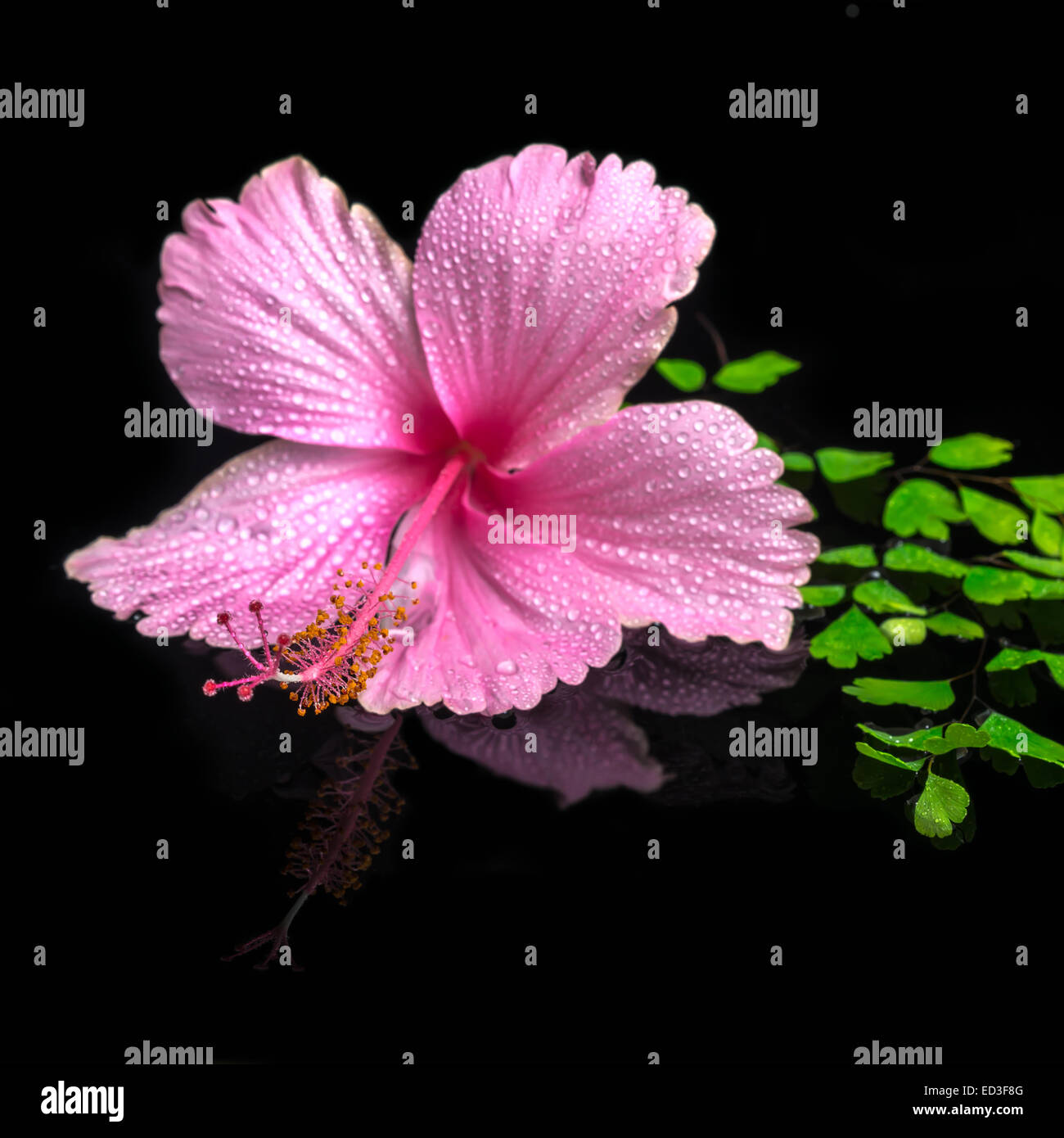 Hibiscus flower reflection green hi-res stock photography and images ...