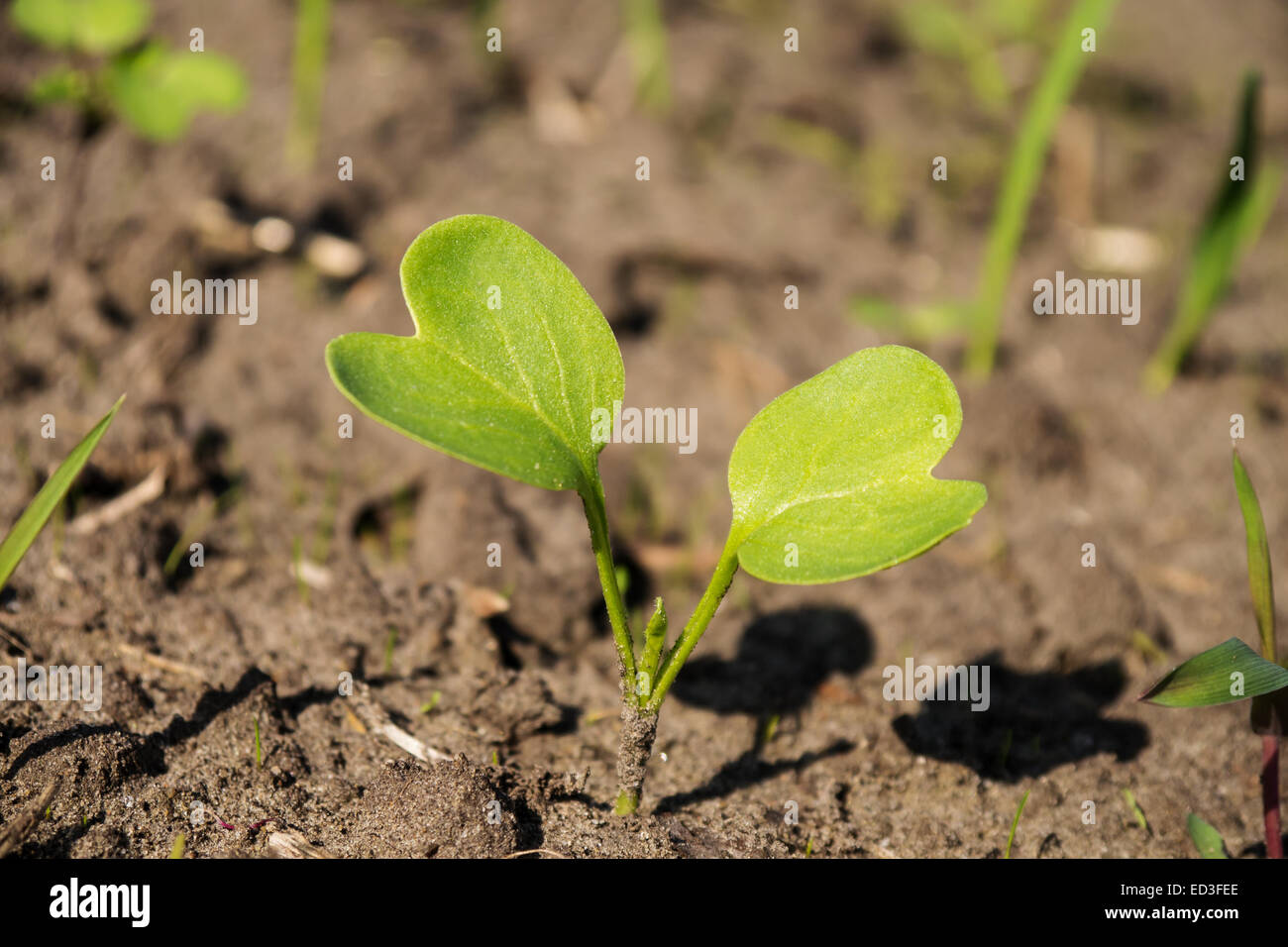 little plant on a field Stock Photo - Alamy