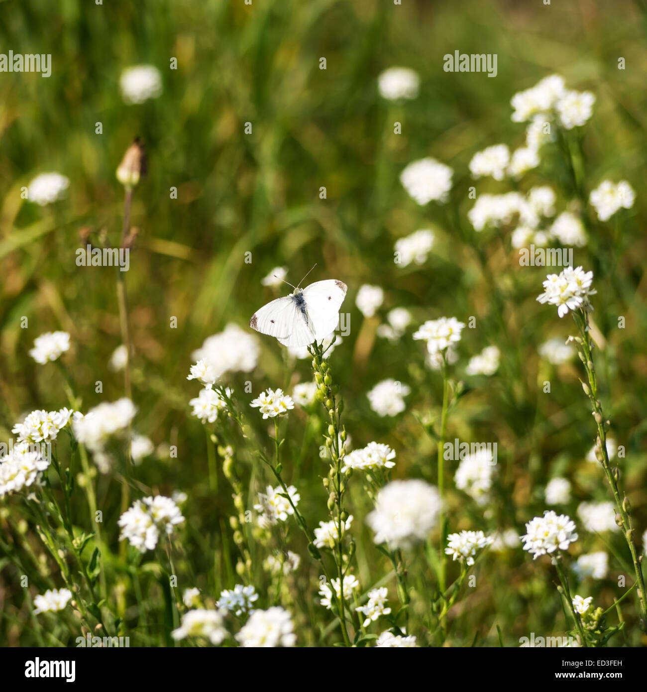 Spring meadow butterfly hi-res stock photography and images - Alamy