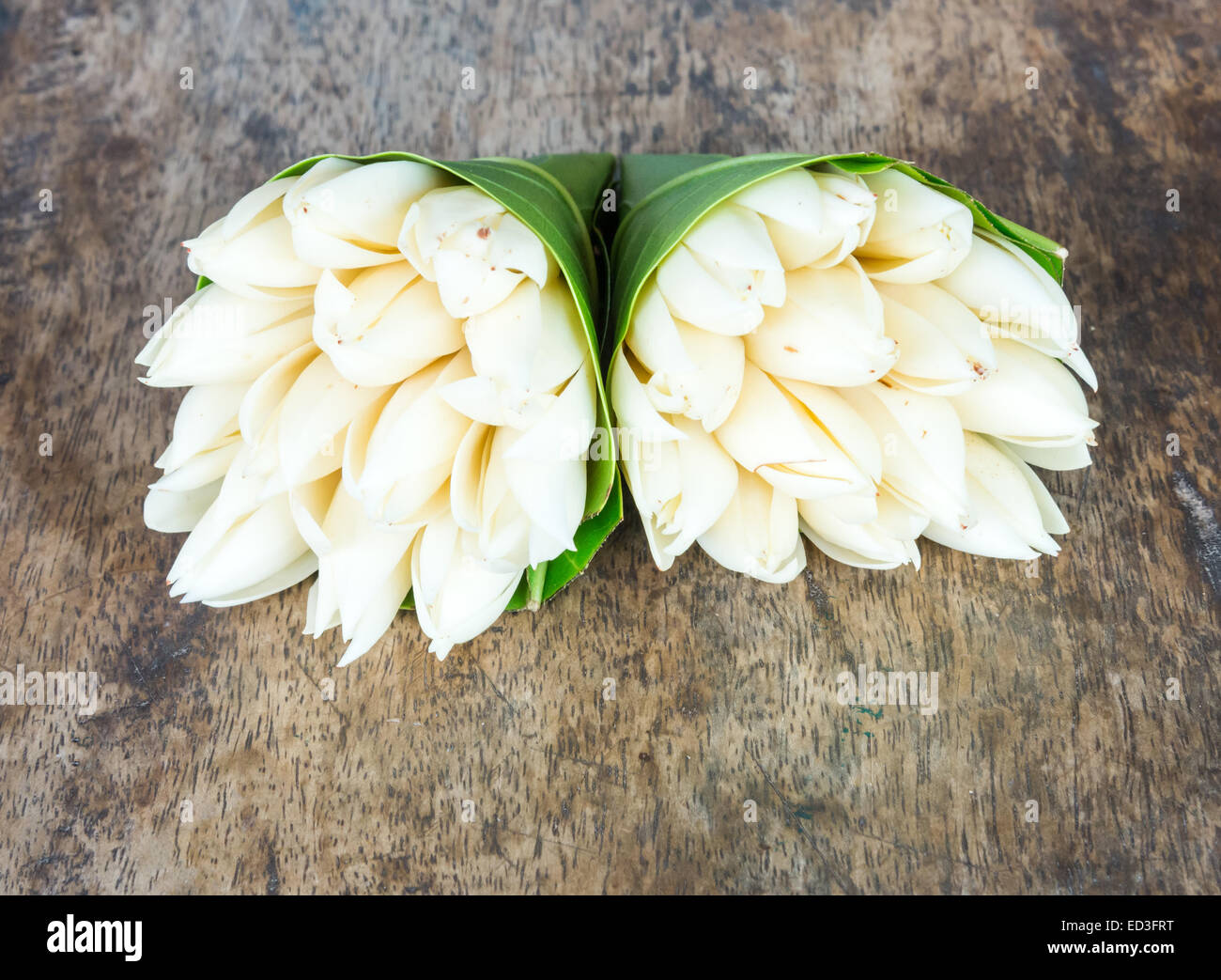 White champaka flower in the leaves roll Stock Photo - Alamy