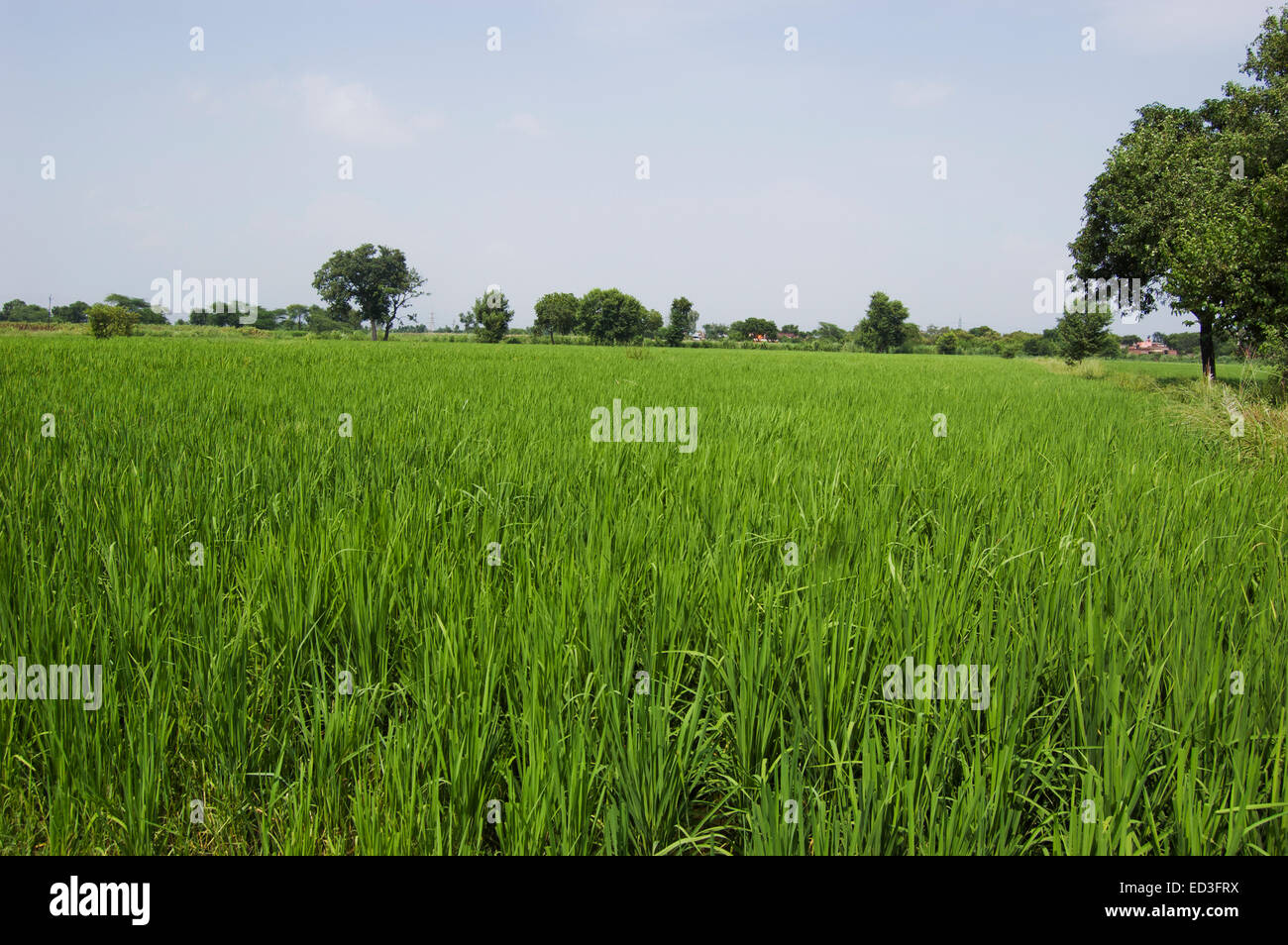 rural village Paddy Field Nobody Stock Photo - Alamy