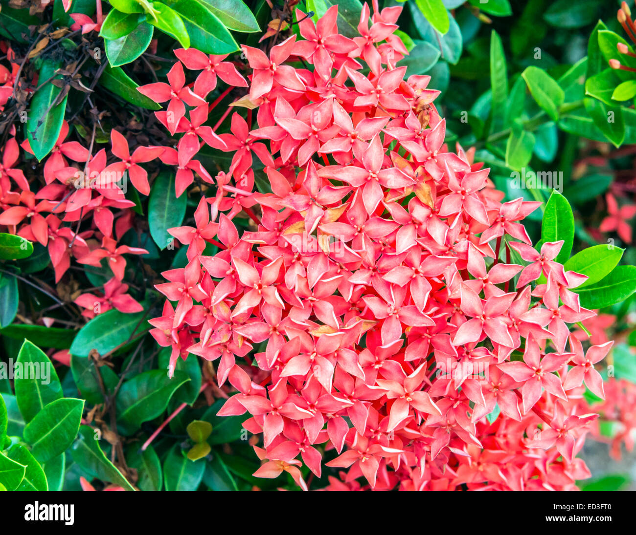 Ixora flower hi-res stock photography and images - Alamy