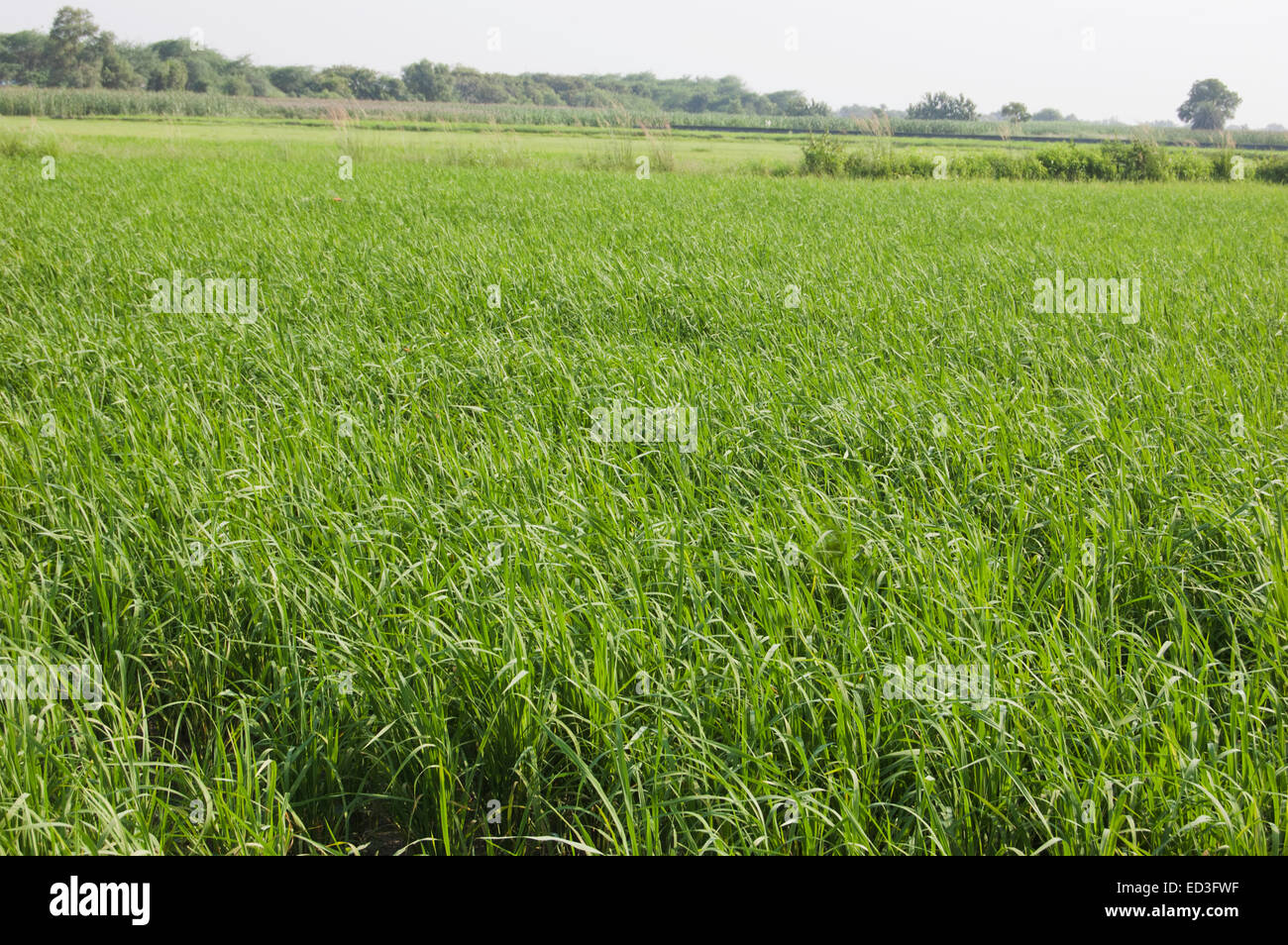 Outside village field grass hi-res stock photography and images - Alamy
