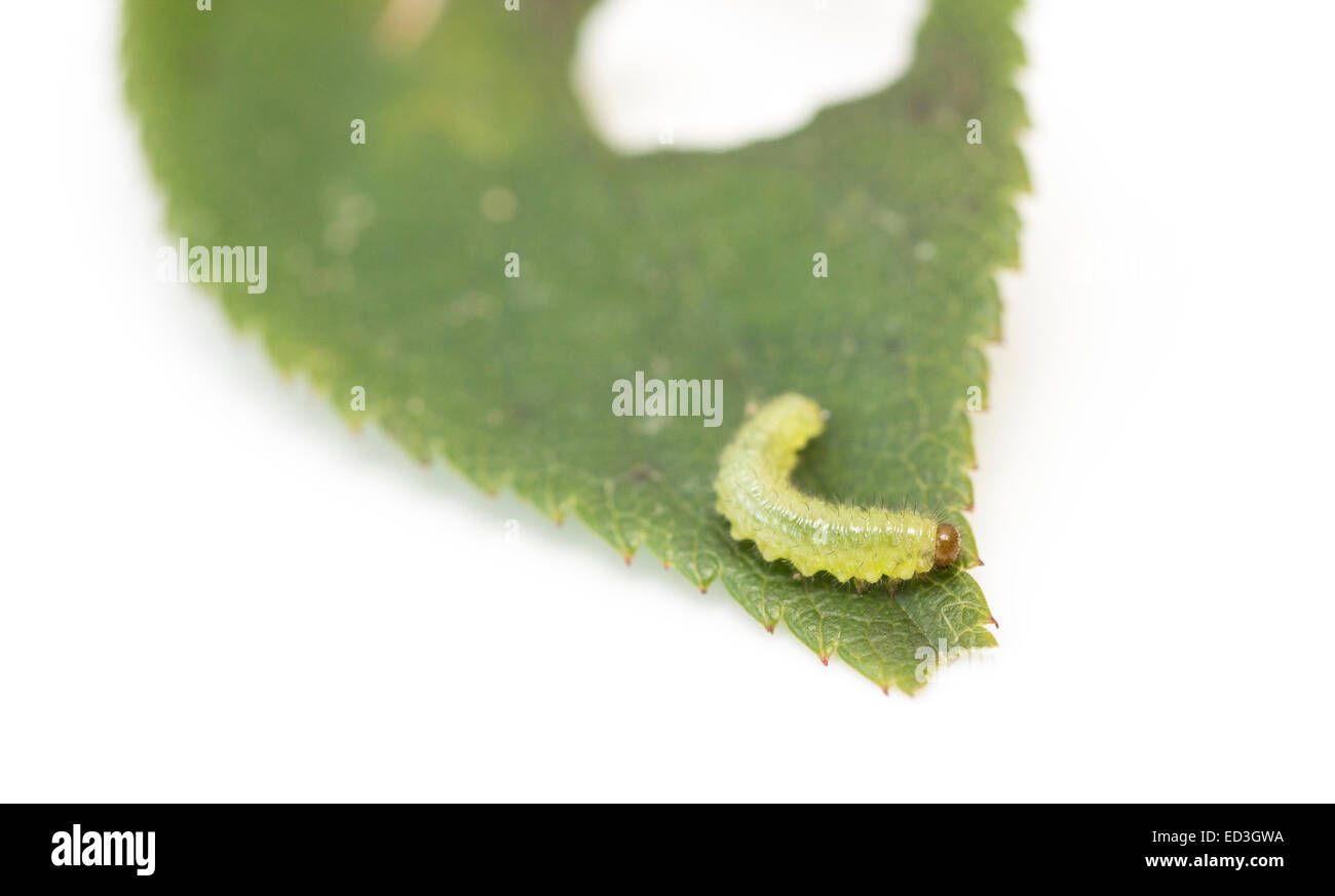 green caterpillar on a leaf on a white background Stock Photo - Alamy