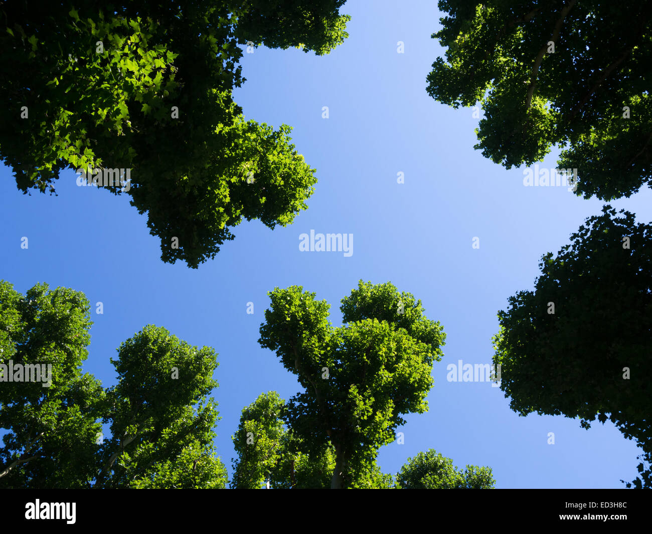 Treetops wallpaper hi-res stock photography and images - Alamy