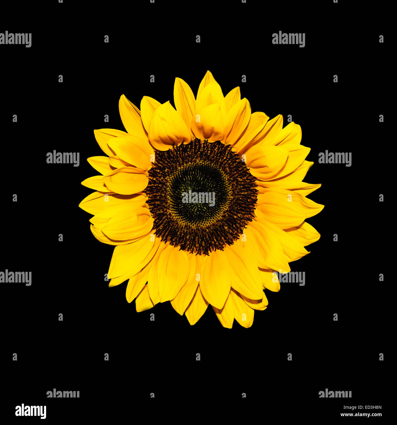 isolated sunflower on black background Stock Photo - Alamy