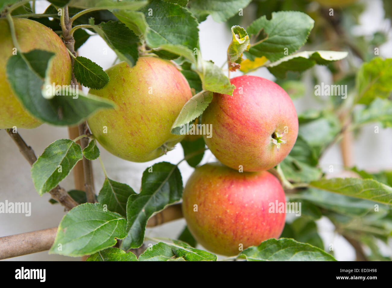Espalier hi-res stock photography and images - Alamy