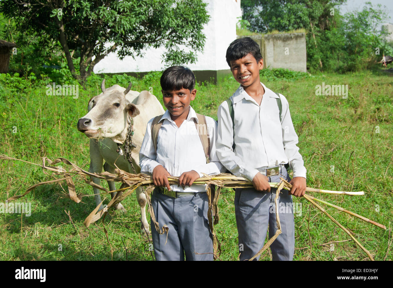 Indian boy and cow hi-res stock photography and images - Alamy