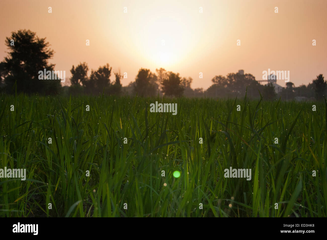 Indian village sunset silhouette hi-res stock photography and images ...