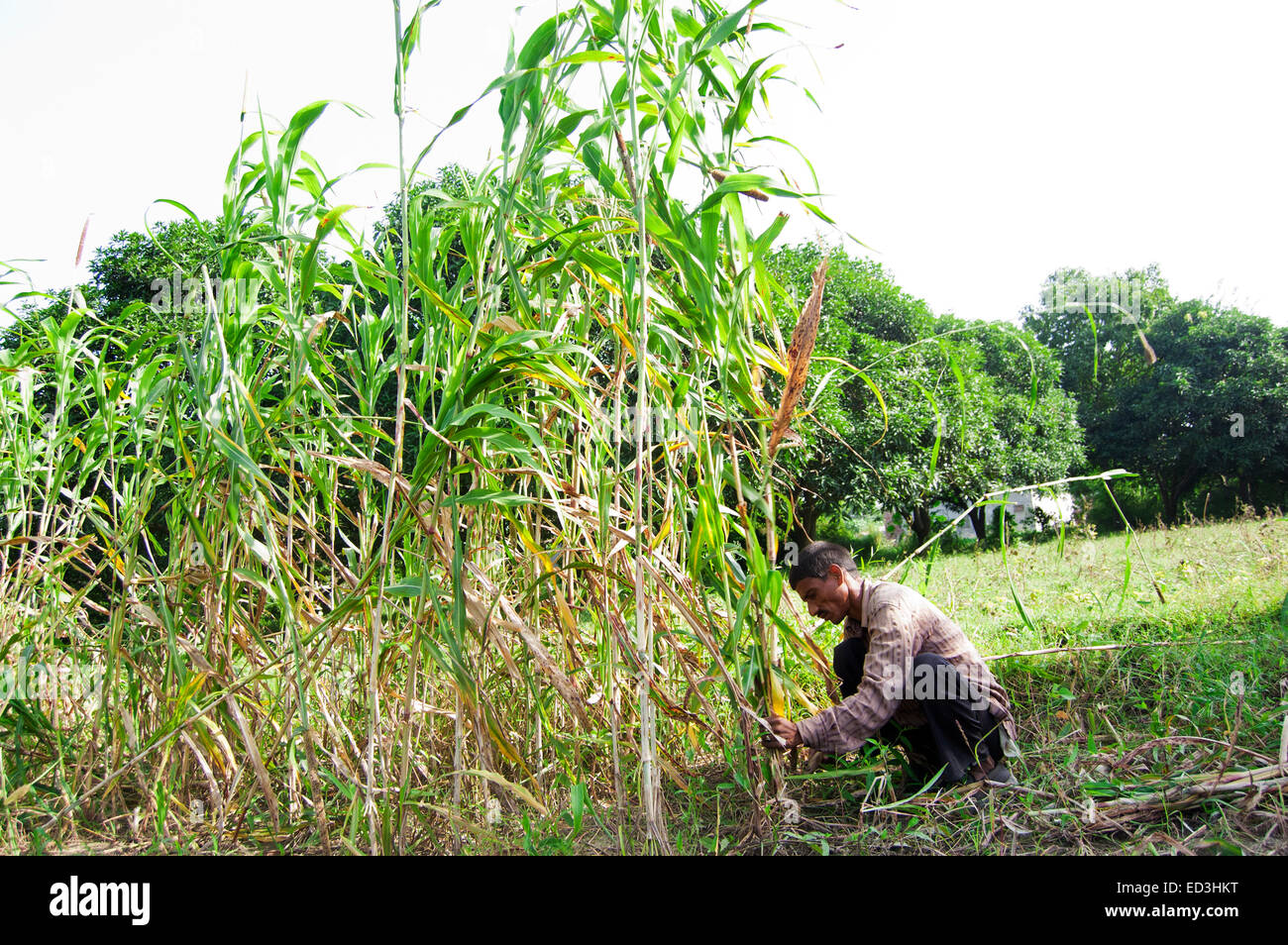 1 indian rural farmer man field Cutting Crop Stock Photo - Alamy