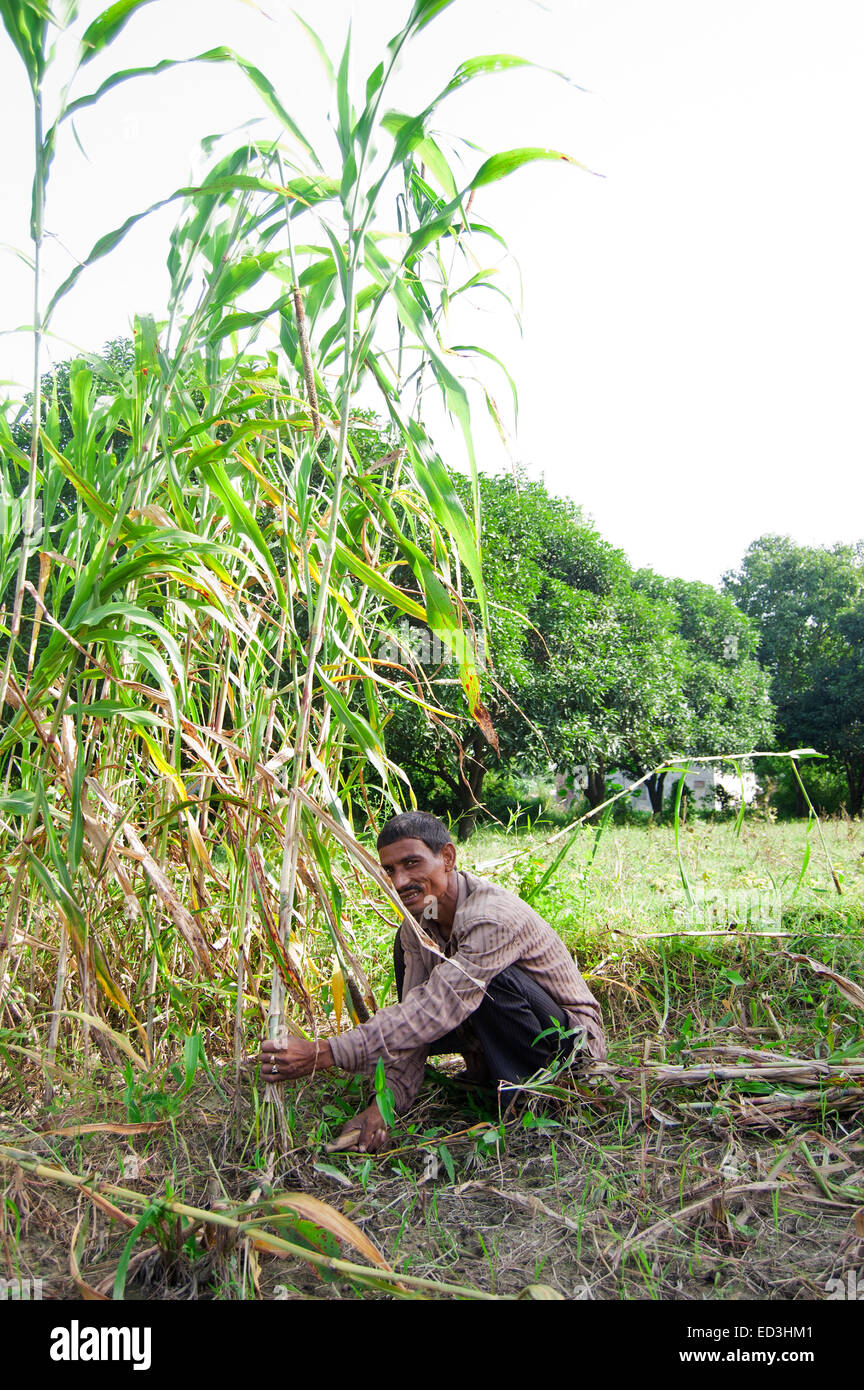 Farmer cutting sugar cane hi-res stock photography and images - Alamy
