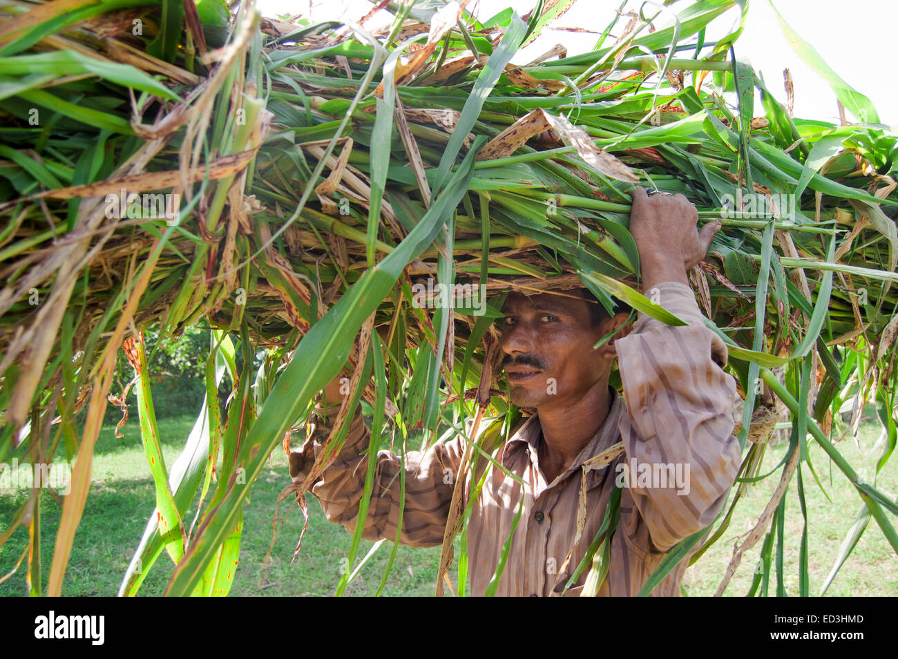 1 indian rural farmer man field Working Stock Photo - Alamy