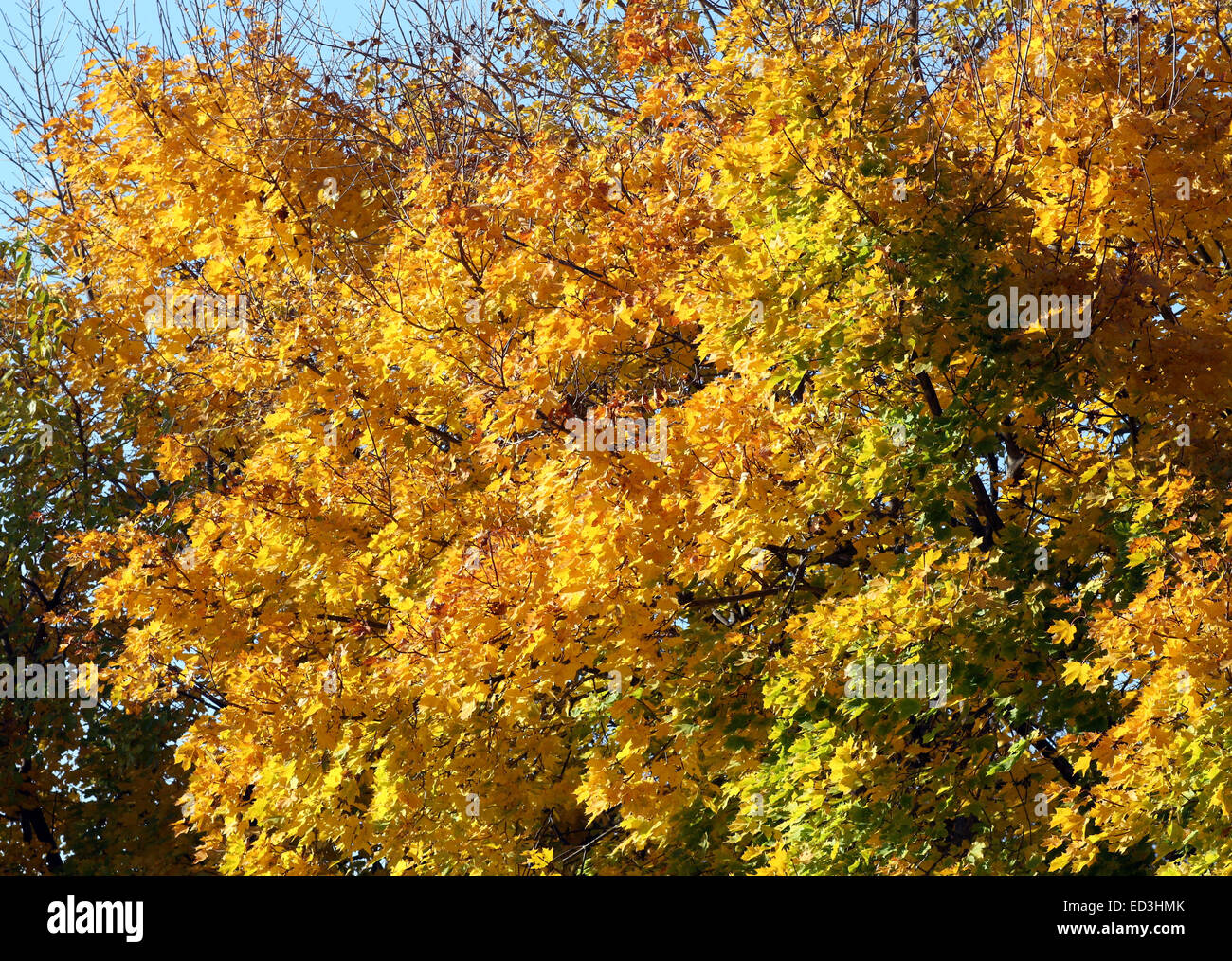 Maple tree in fall autumn colors colours Stock Photo - Alamy