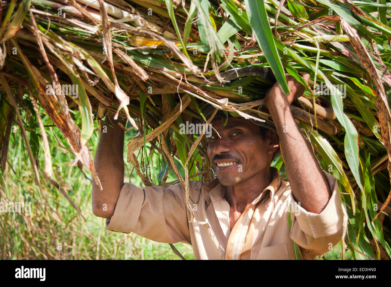 1 indian rural farmer man field Working Stock Photo - Alamy