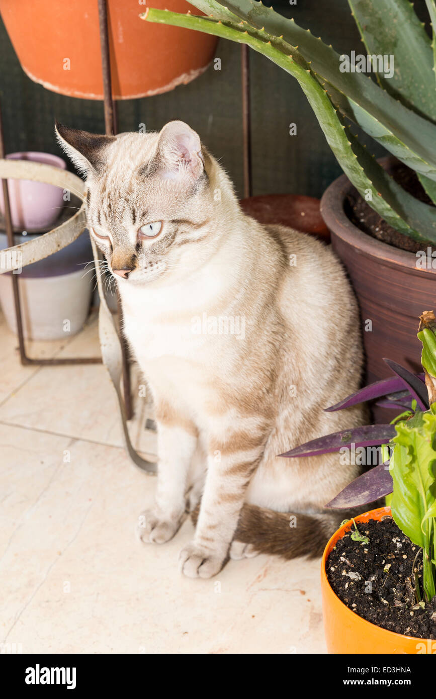 Cat photo session hi-res stock photography and images - Alamy